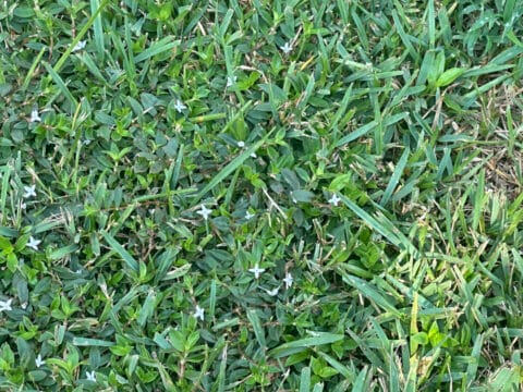 North Texas Virginia Buttonweed Control & Treatment Services – Green ...