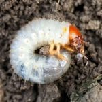 Grubs - What you need To Know | Green Top Lawn Care