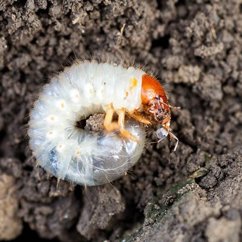 Grubs - What you need To Know | Green Top Lawn Care