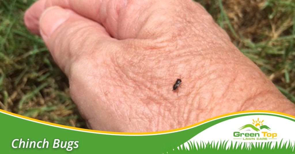 Identifying & Eliminating Chinch Bugs in St. Augustine Grass – Green ...