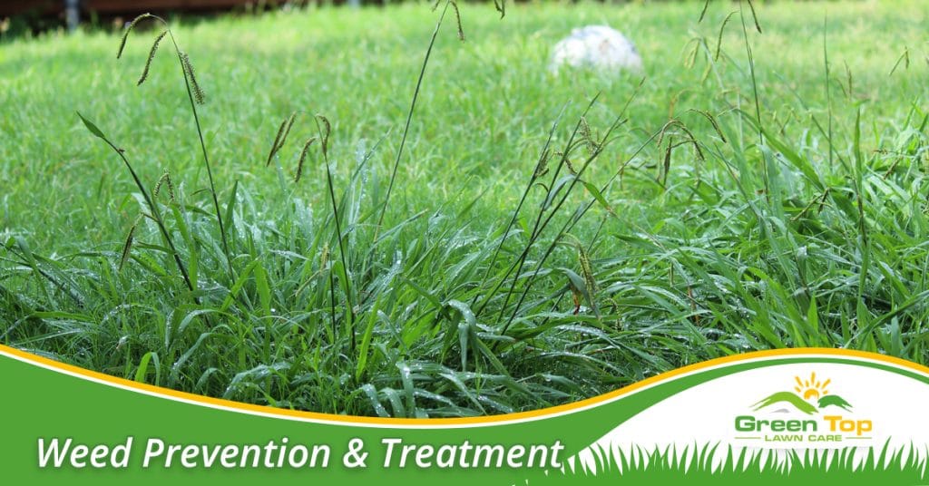 Euless, TX Best Weed Control and Prevention Services Near Me – Green ...