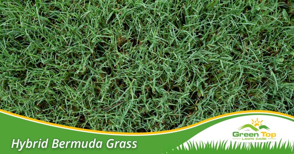 Growing & Maintaining Hybrid Bermuda Grass in North Texas – Green Top ...