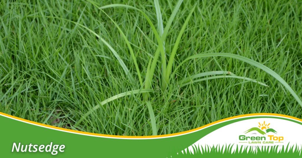 Control Nutsedge in Your North Texas Lawn – Green Top Lawn Care
